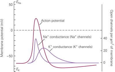 What is the ionic basis of the basic features of an action potential?